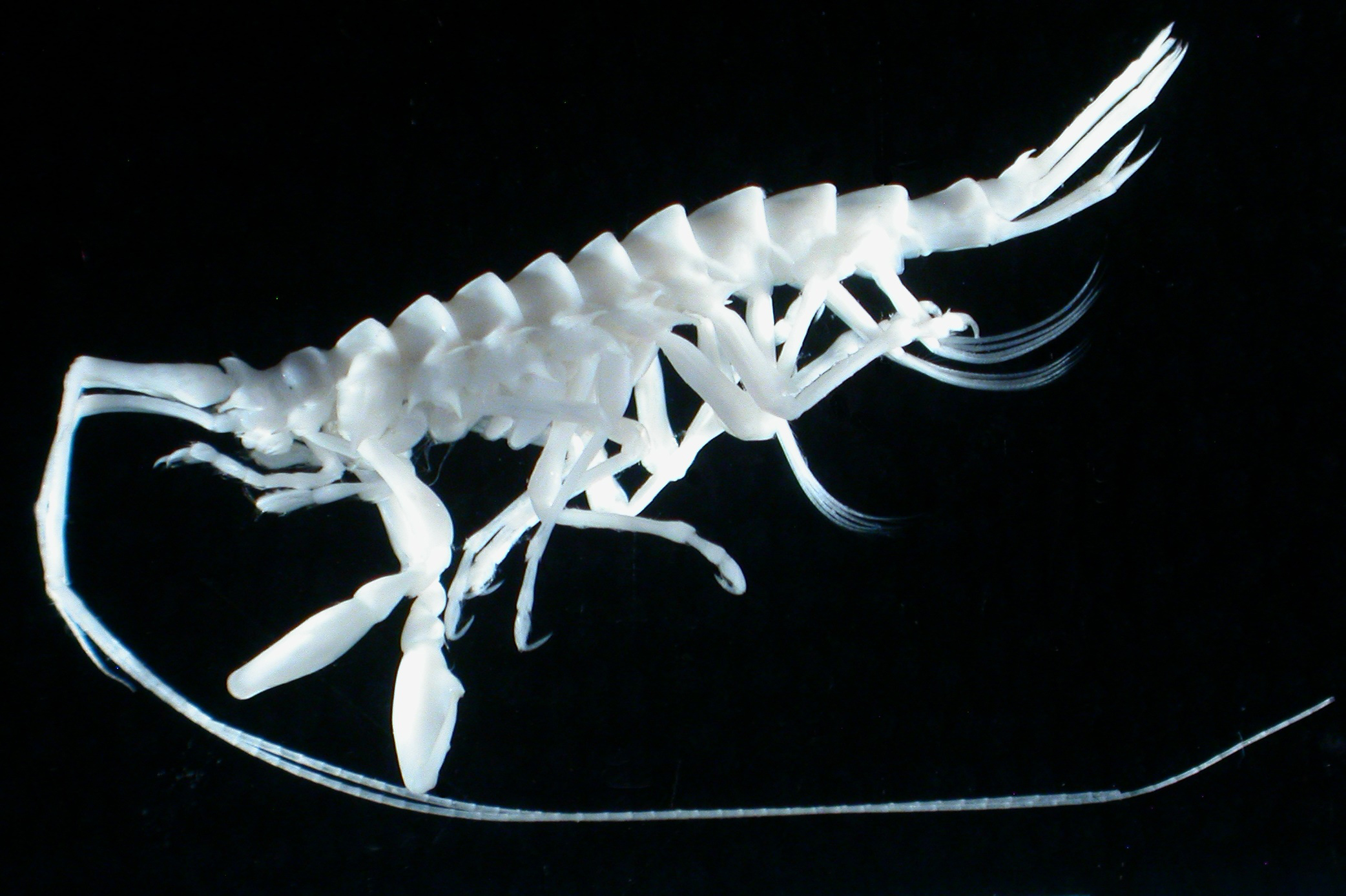 Antarctic Crustaceans